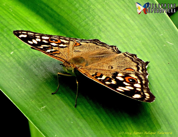 Lemon Pansy | Project Noah