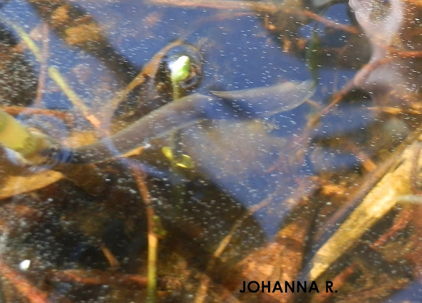 Horse Leech | Project Noah