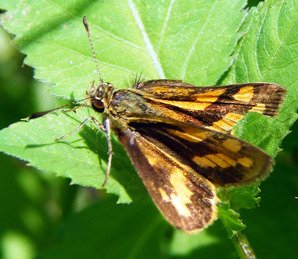 Dingy Darter BUtterfly | Project Noah