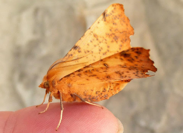 Maple Spanworm Moth | Project Noah