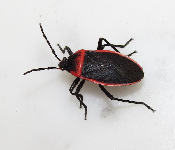 Bordered Plant Bug | Project Noah