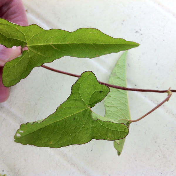 Hedge Bindweed | Project Noah