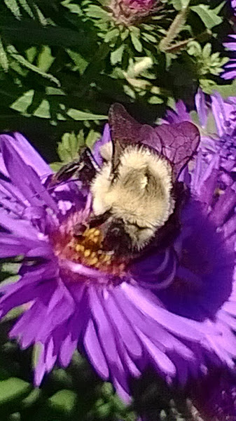 Common Eastern Bumble Bee | Project Noah