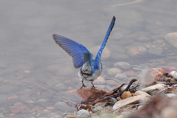 Mountain Bluebird | Project Noah