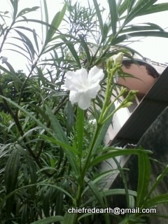 അളരി , कनेर , அலரி, french willow, oleander, pride of Ceylon, rose bay, rose laurel, south-sea ...