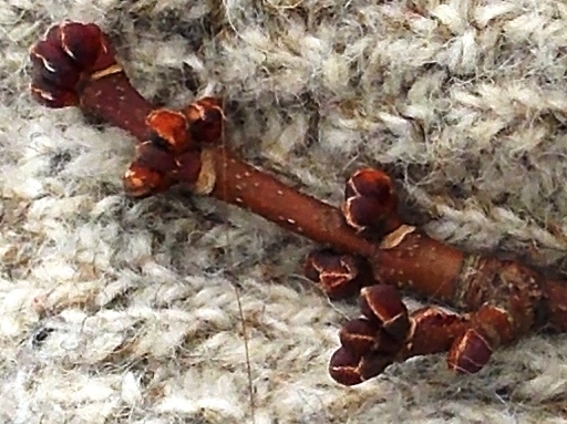 Sugar Maple | Project Noah