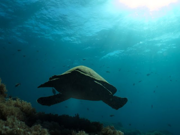 Hawksbill Sea Turtle | Project Noah
