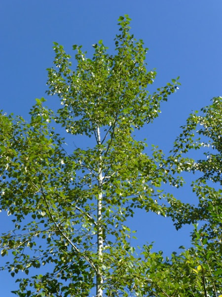 Western Balsam Poplar | Project Noah
