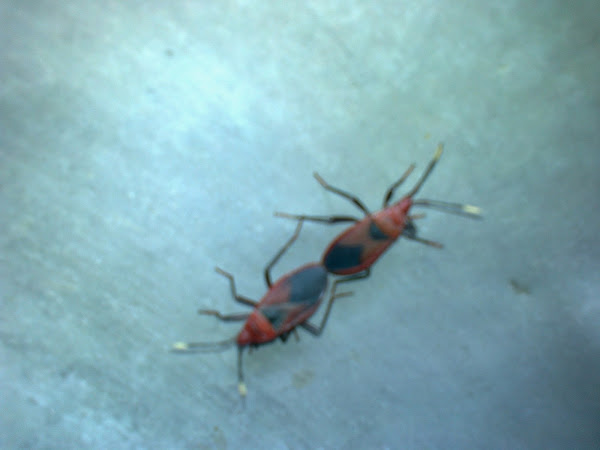 Red Pumpkin Bug | Project Noah