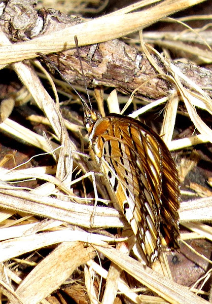 Spotted joker | Project Noah