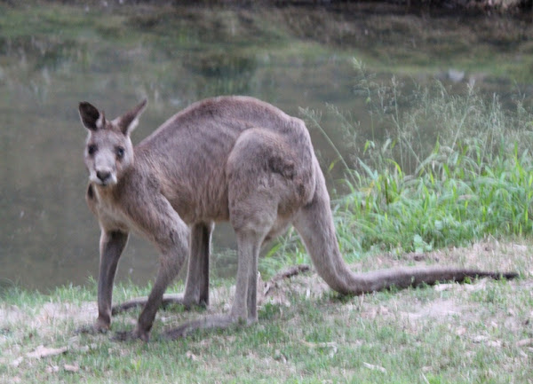 Eastern Grey Kangaroos | Project Noah