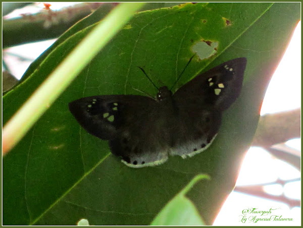 Philippine Common Snow Flat | Project Noah