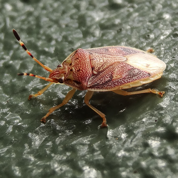Red-Brown Shield Bug | Project Noah