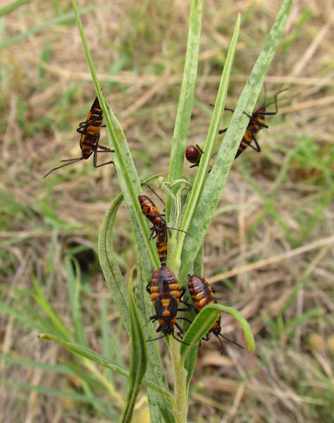 Milkweed Bug | Project Noah