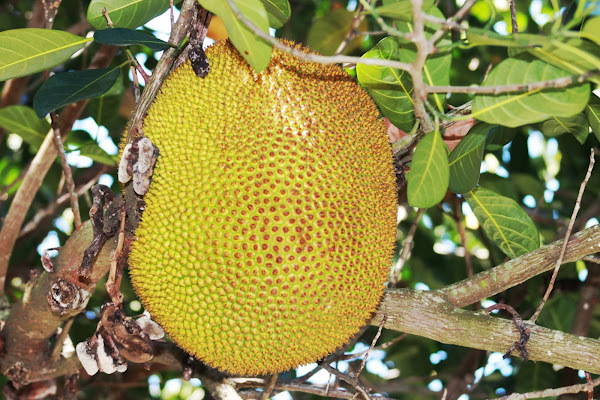 Jackfruit | Project Noah