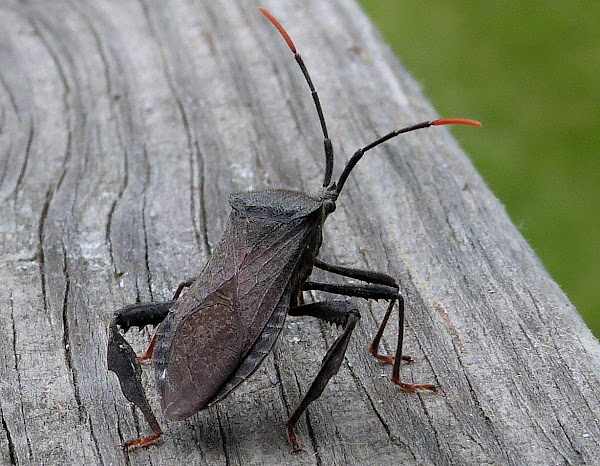 Leaf-footed Bug | Project Noah