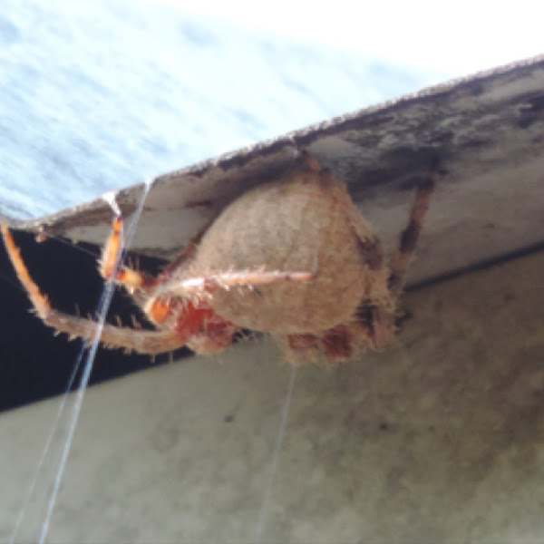 Spotted Orbweaver | Project Noah