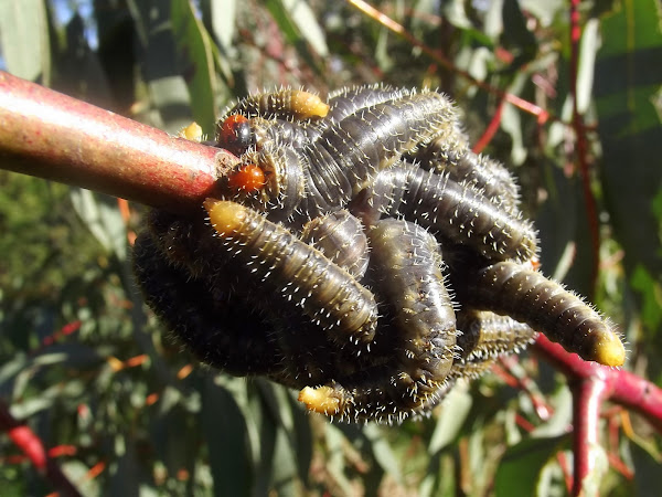 Sawfly larvae | Project Noah