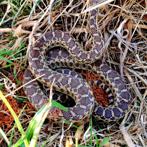 Pacific Gopher Snake | Project Noah