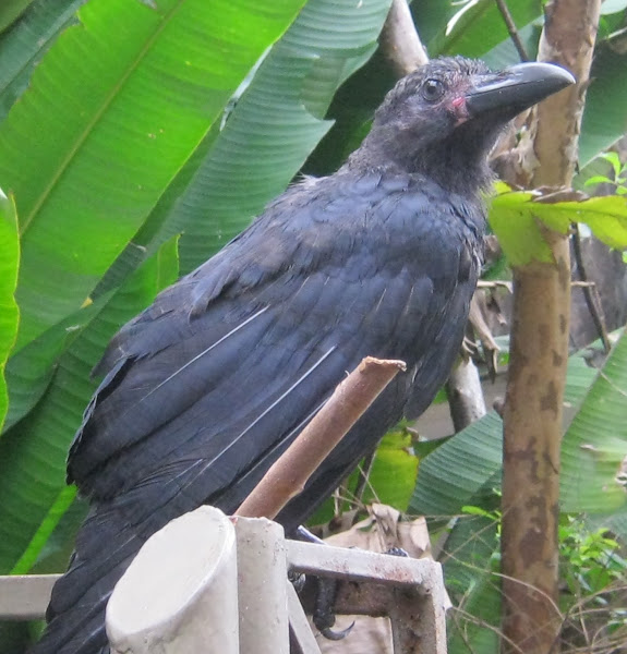 Large-billed Crow | Project Noah