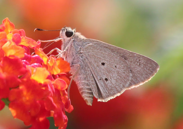 Skipper | Project Noah