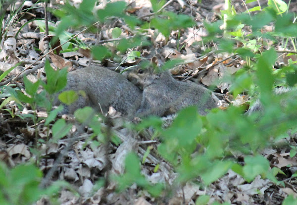 Eastern gray squirrel | Project Noah