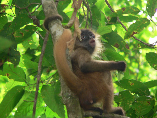 Black-handed spider monkey | Project Noah