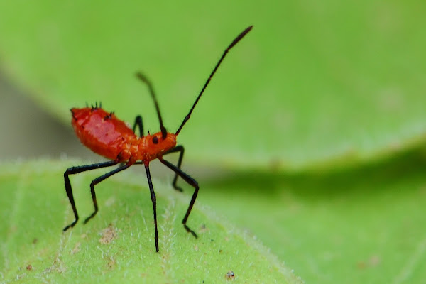 Assassin Beetle Nymph | Project Noah