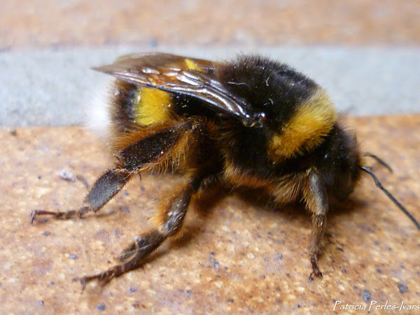 buff-tailed bumblebee | Project Noah