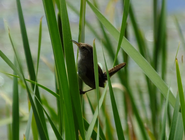 Marsh wren | Project Noah