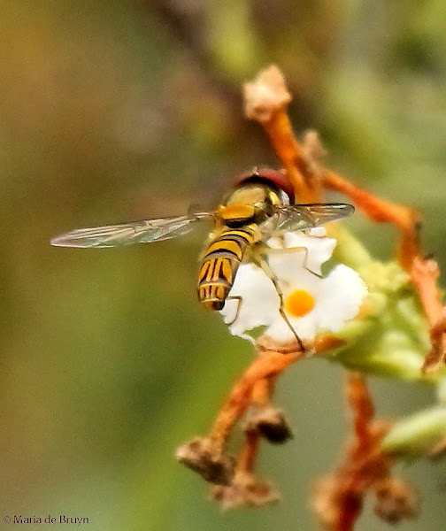 Common oblique syrphid fly | Project Noah