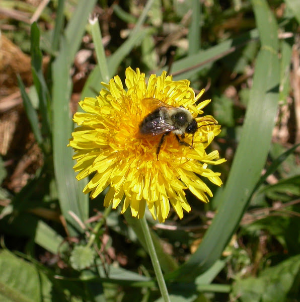 Honey Bee | Project Noah