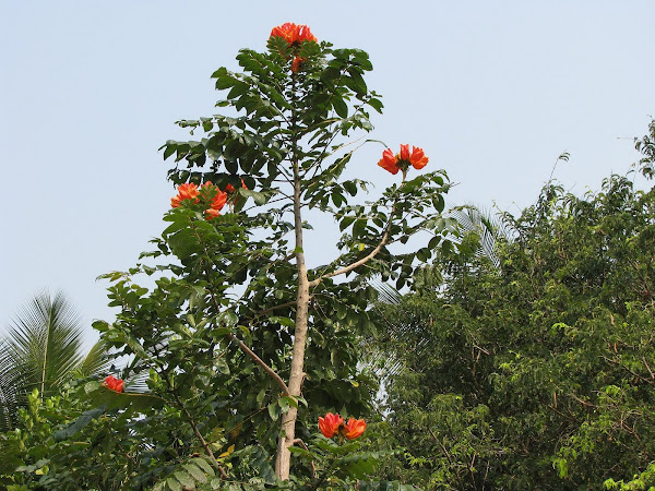 African Tulip Tree | Project Noah
