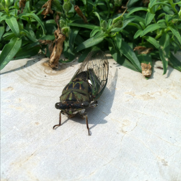 Cicada | Project Noah