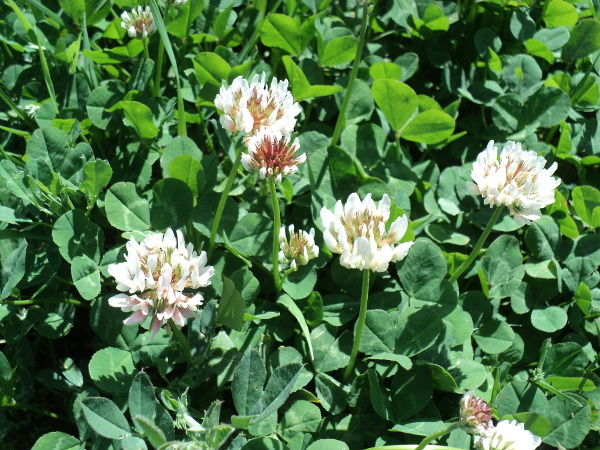 White Clover | Project Noah