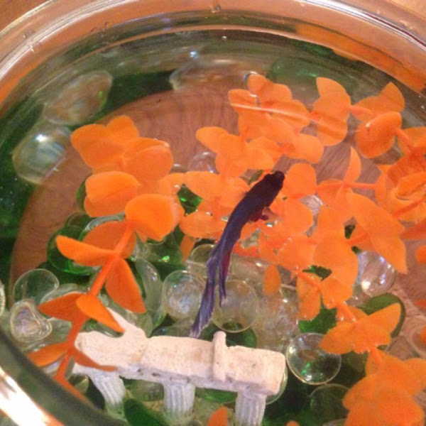 Blue butterfly betta (male) | Project Noah