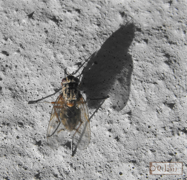 Housefly | Project Noah