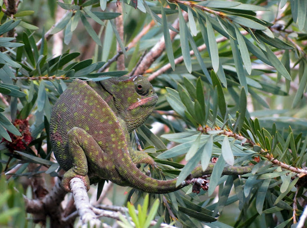 Flap-necked chameleon | Project Noah