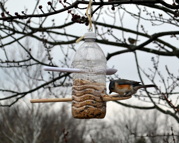 Tufted Titmouse | Project Noah