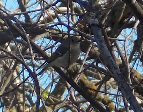 Ruby-crowned Kinglet | Project Noah