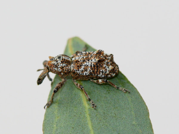 Elephant weevil | Project Noah