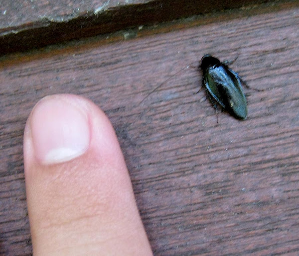 Black Cockroach | Project Noah