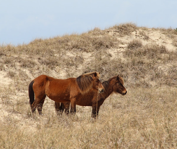 Banker Horses | Project Noah