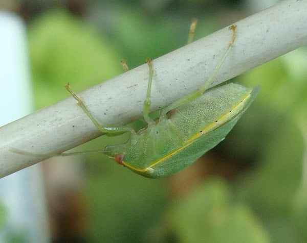 green stink bug | Project Noah