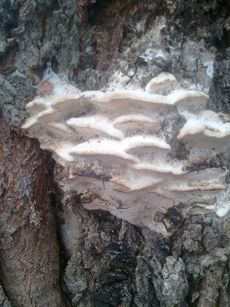 Mossy Maple Polypore | Project Noah