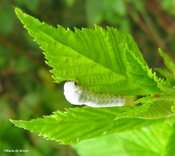 Common sawfly larva | Project Noah