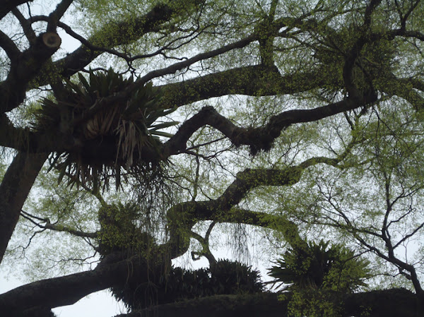 Jequitibá Tree | Project Noah