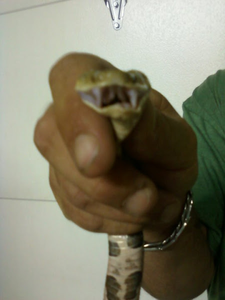 Northern Copperhead Snake | Project Noah