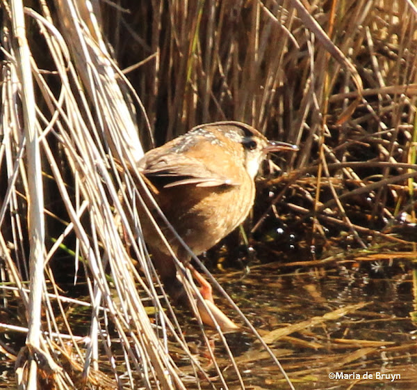 Marsh wren | Project Noah