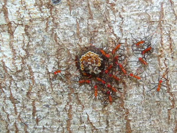 Assassin bug Egg mass | Project Noah